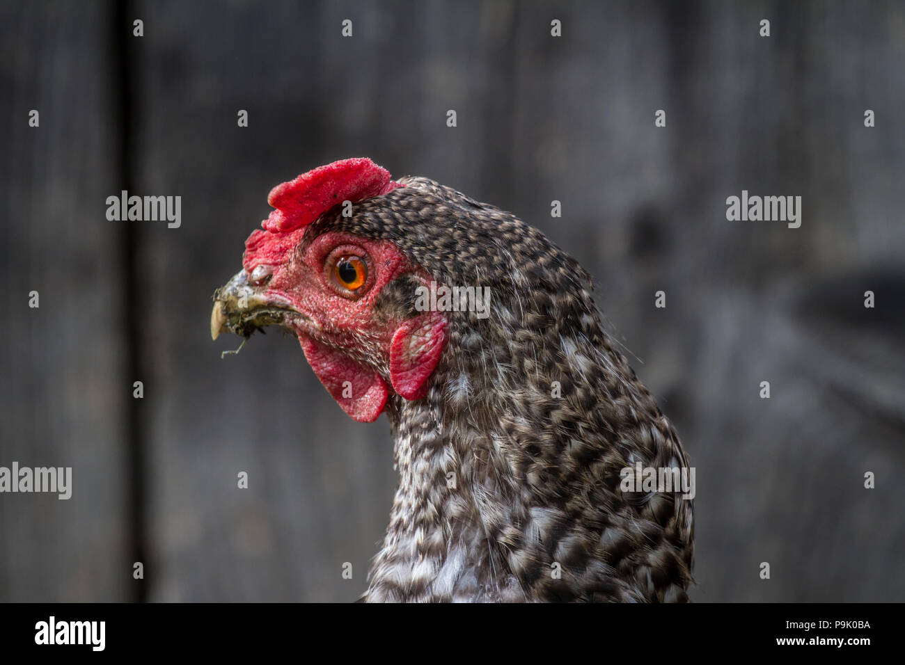 Free range chicken hen [Gallus gallus domesticus] Stock Photo - Alamy