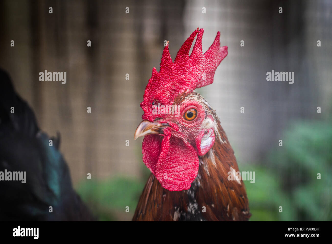 Steinhendl - Stoapiperl [Gallus gallus domesticus] critically endangered chicken breed from ...