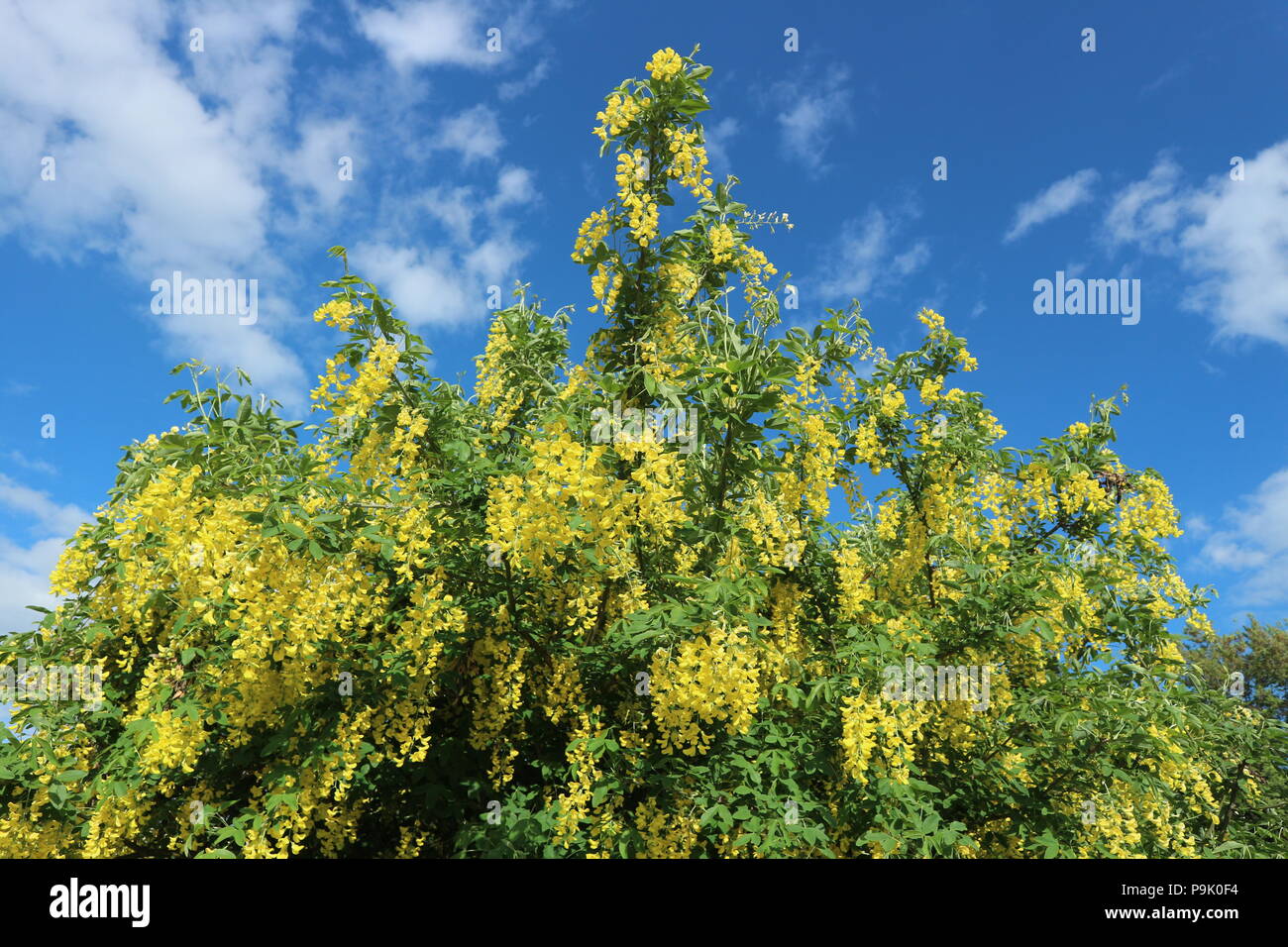 Cytisus (Broom) shrub yellow flowers on a blue sky background Stock ...