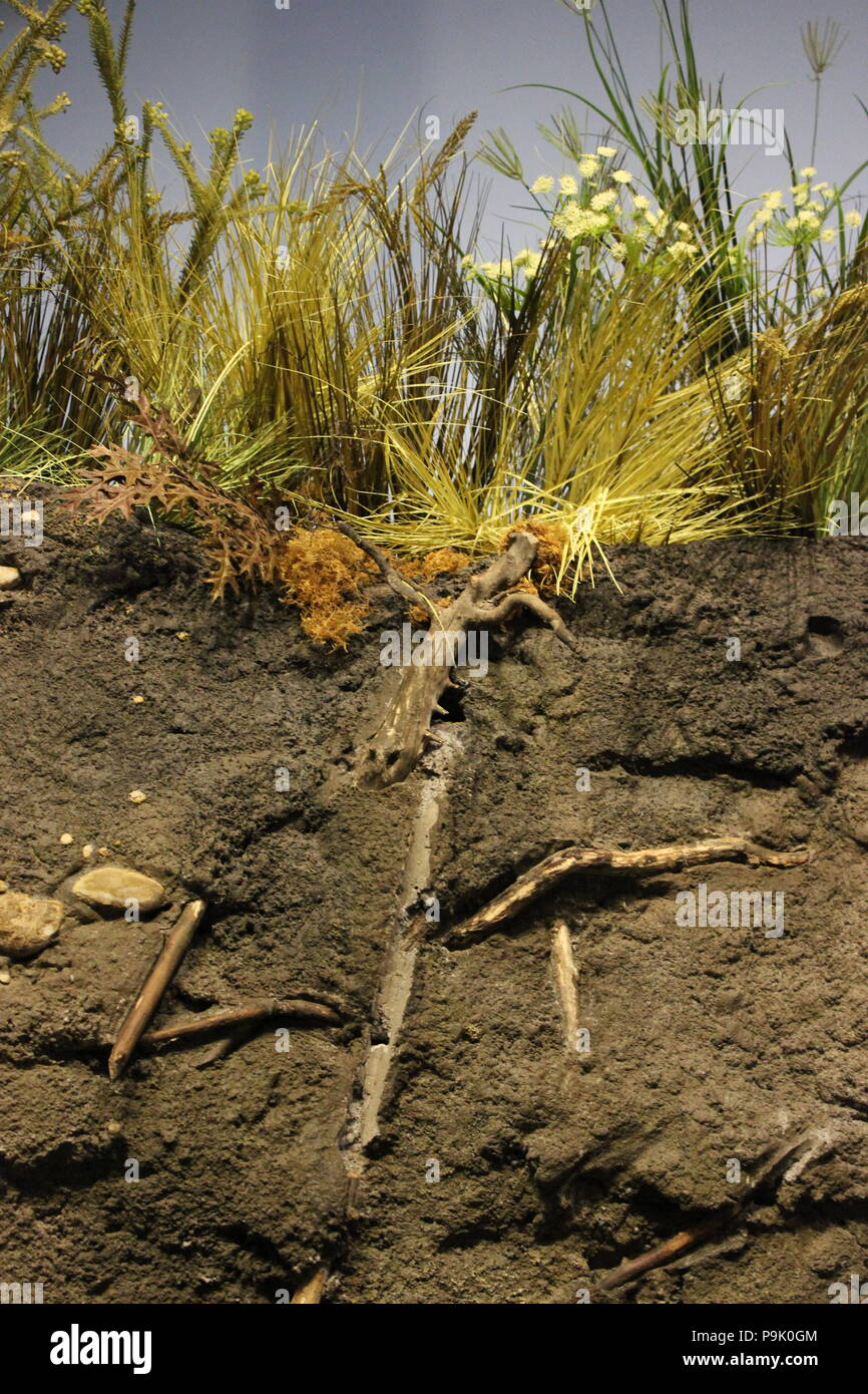 Cross section of the natural environment ground and dirt at the ...