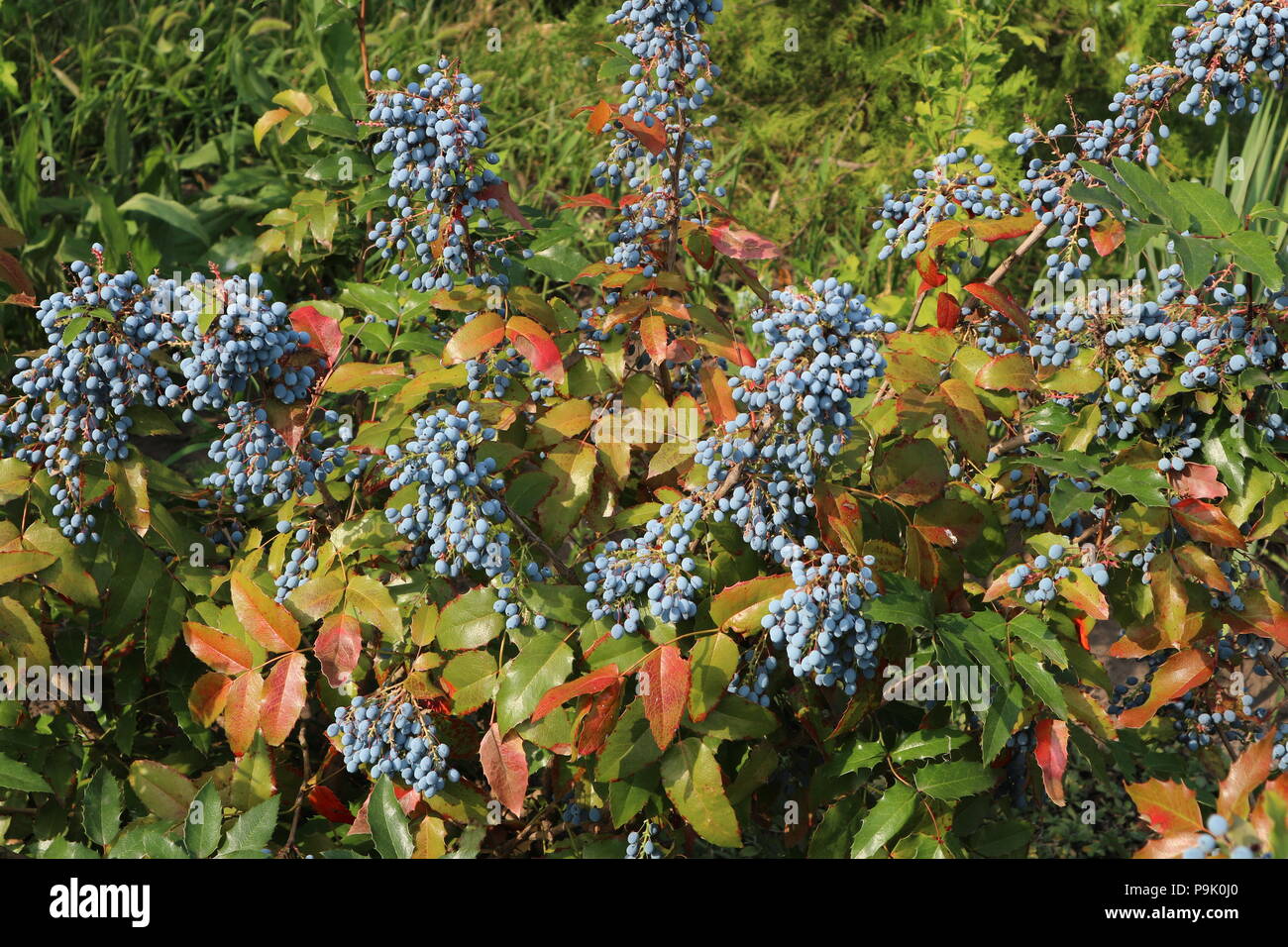 Blue fruits mahonia aquifolium hi-res stock photography and images - Alamy