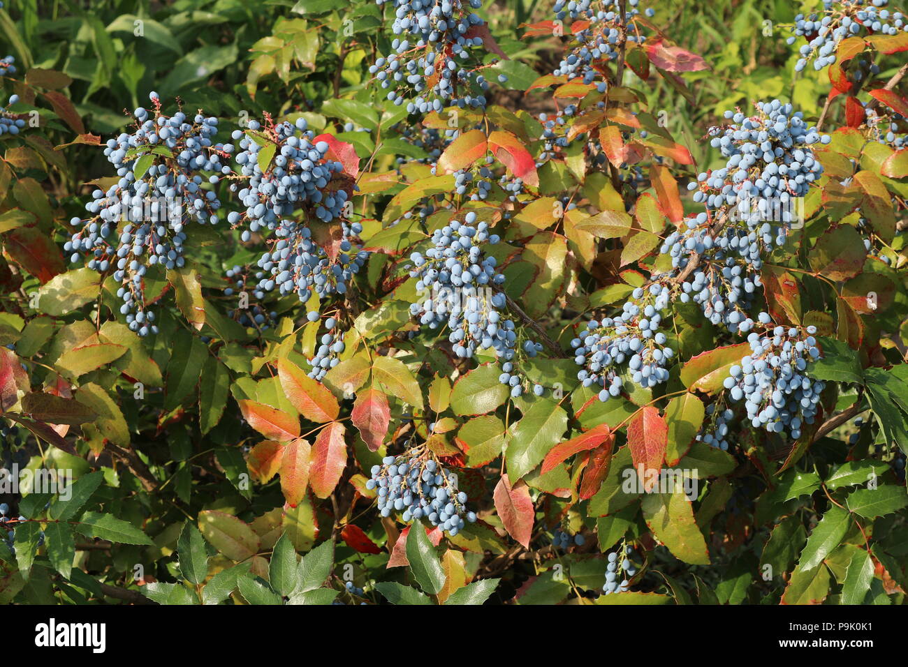 Mahonia aquifolium blue berries Stock Photo - Alamy