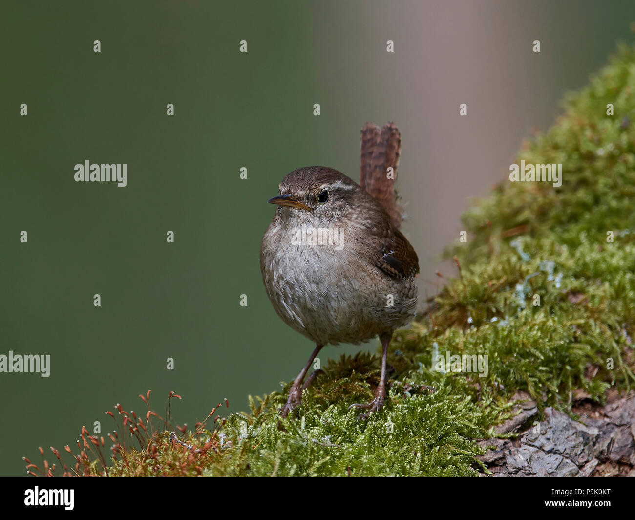 Eurasian wren in its natural habitat in Denmark Stock Photo - Alamy