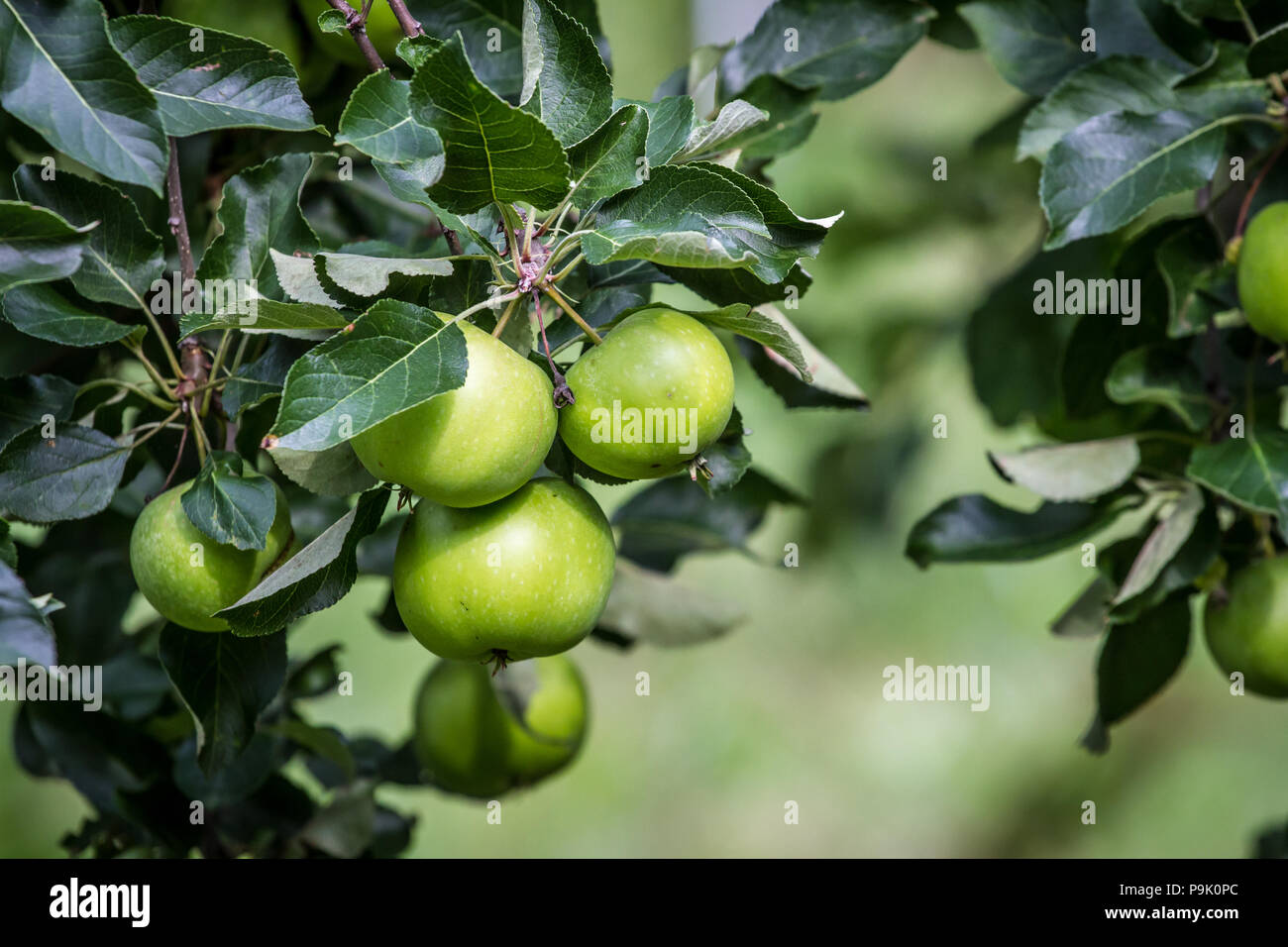 Apple tree with green apples [genus Malus] Stock Photo - Alamy