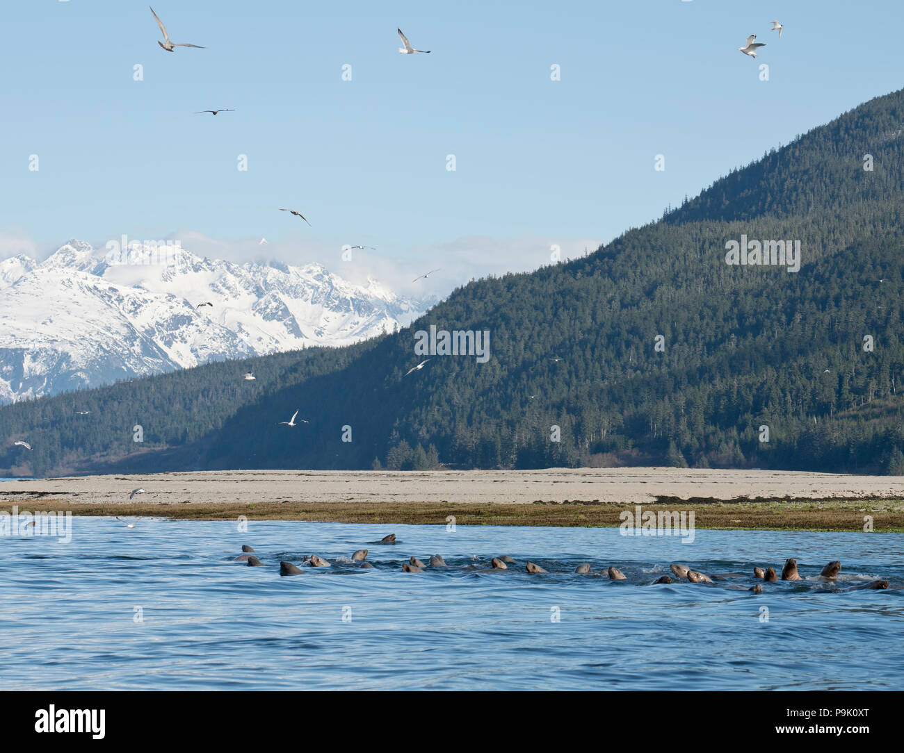 Chilkoot river haines hi-res stock photography and images - Alamy