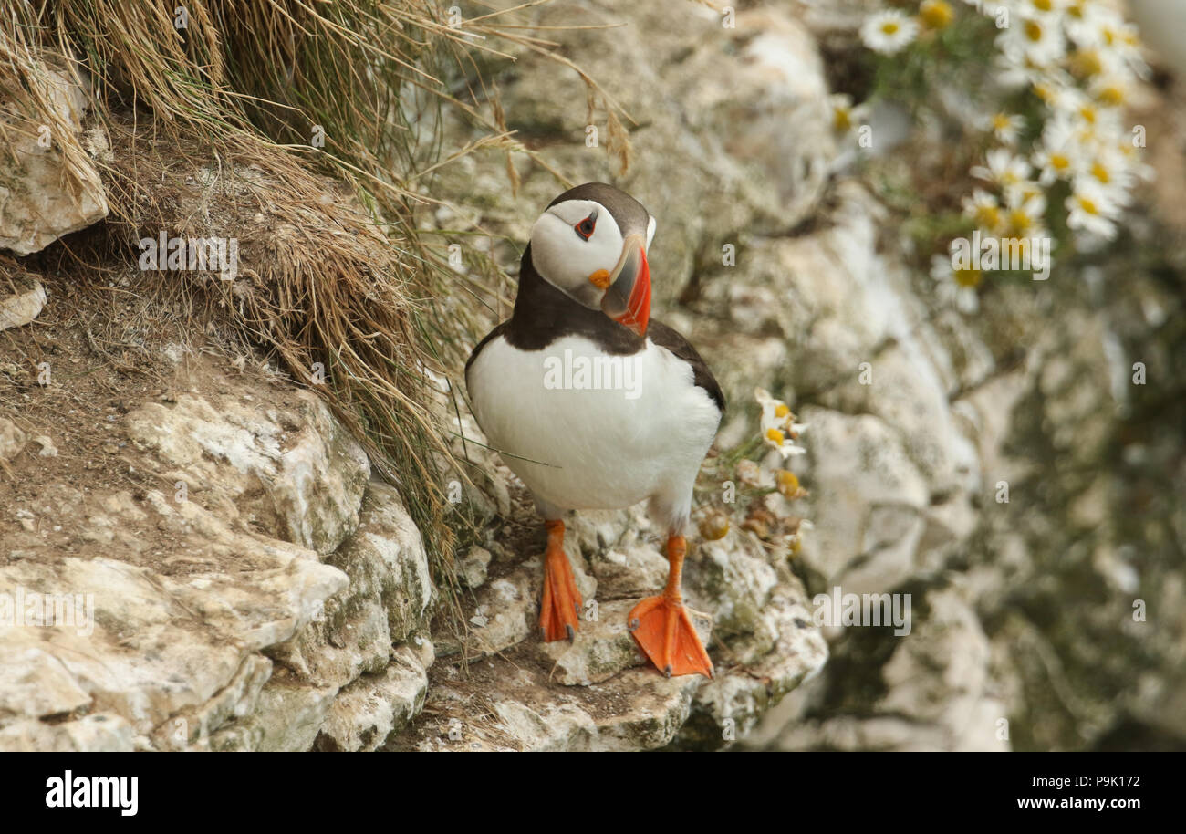Beautiful puffin hi-res stock photography and images - Alamy