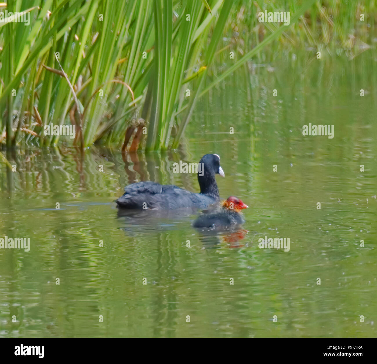 Pennington Flash Leigh, Lancashire Stock Photo - Alamy
