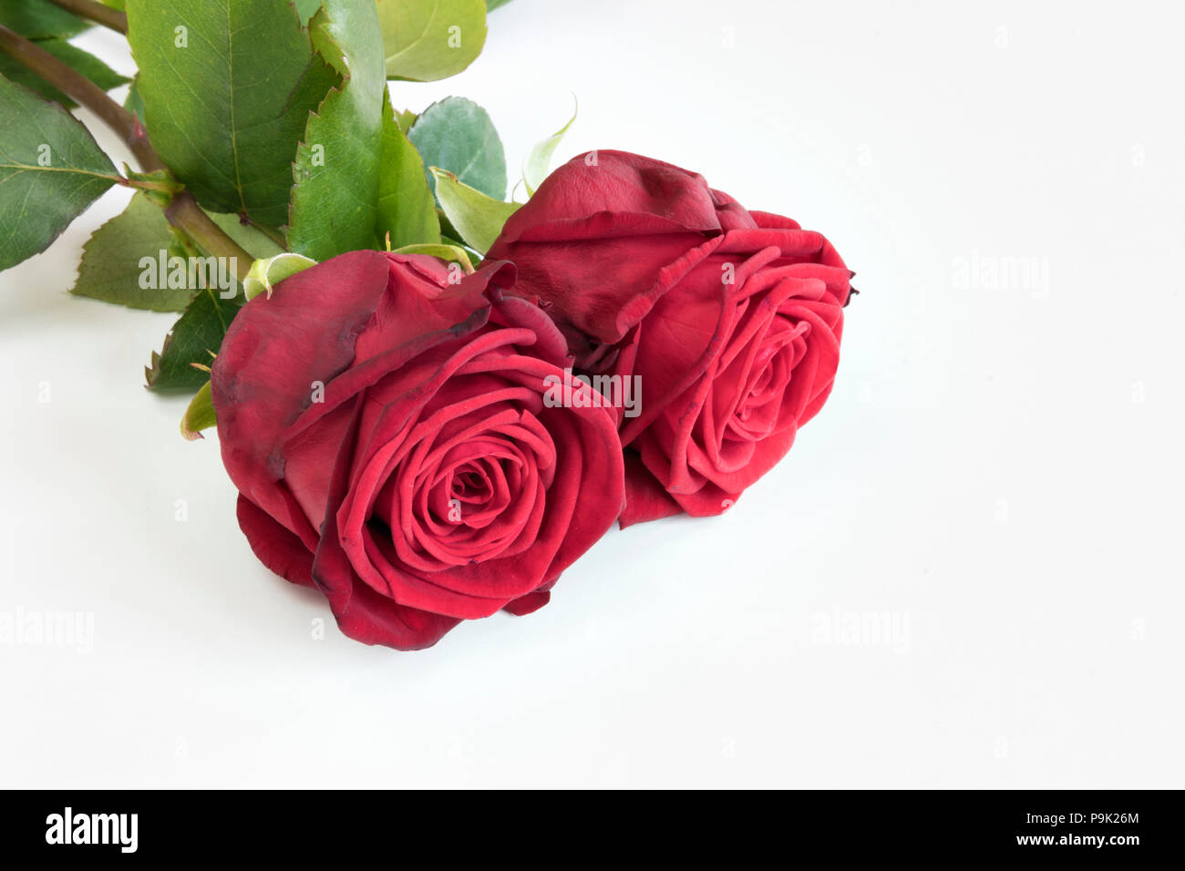 two red roses on white background Stock Photo - Alamy