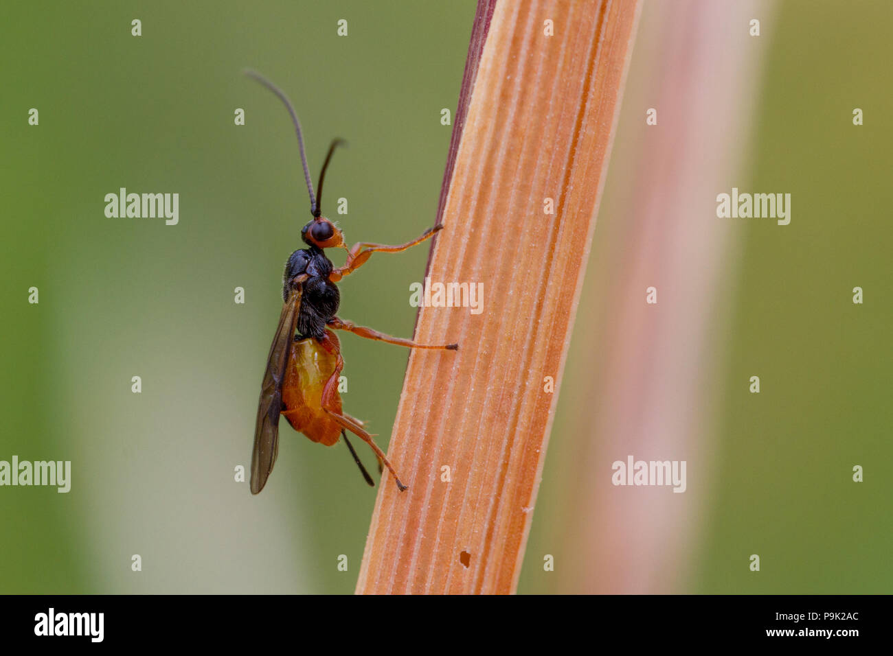 UK wildlife: This colourful tiny parasitoid wasp perched on a grass ...