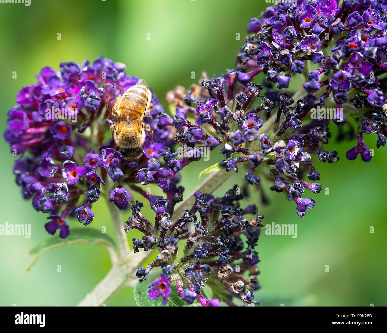 A Honey Bee Searching for Pollen and Nectar on a Purple Buddleia Flower ...