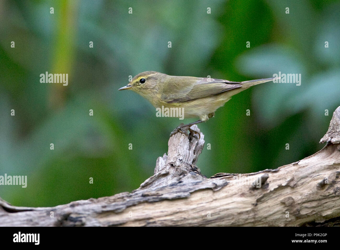 Common chiffchaffs hi-res stock photography and images - Alamy