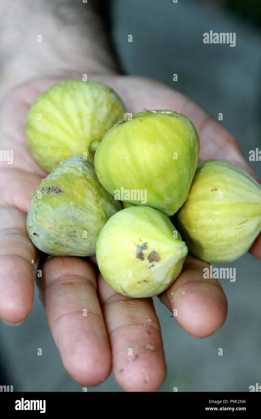 Figs grown in Southern California without pesticides Organic produce ...