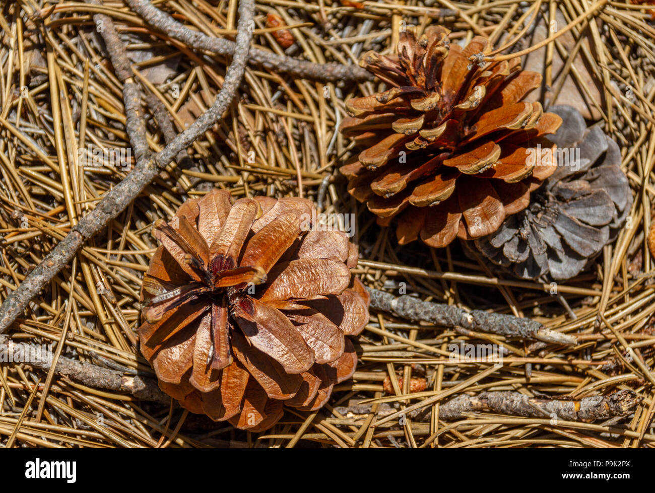 Fallen dry pine cones and needles in the Troodos mountains forest in ...