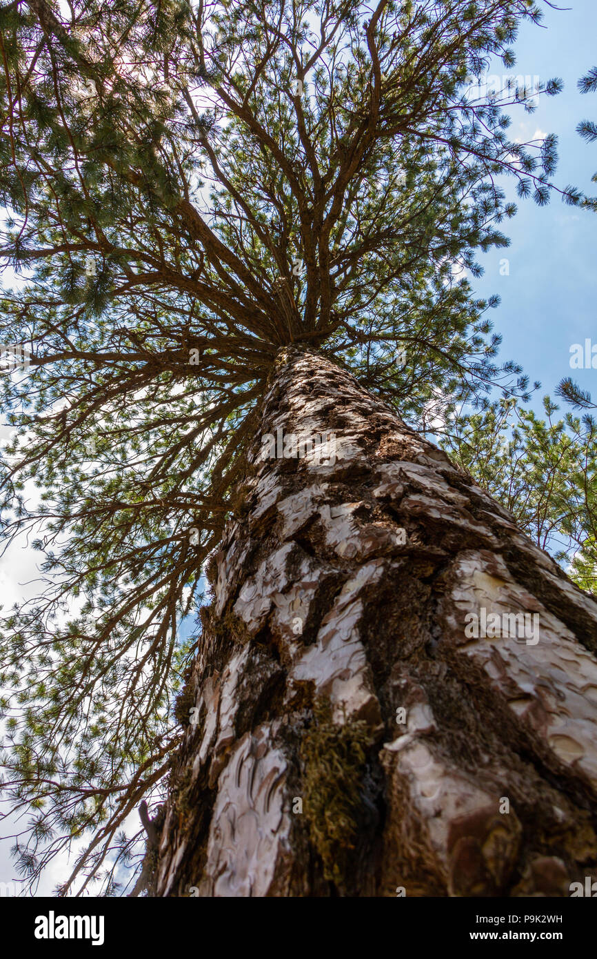 Pine tree viewed from a low angle of view in the Troodos mountains ...