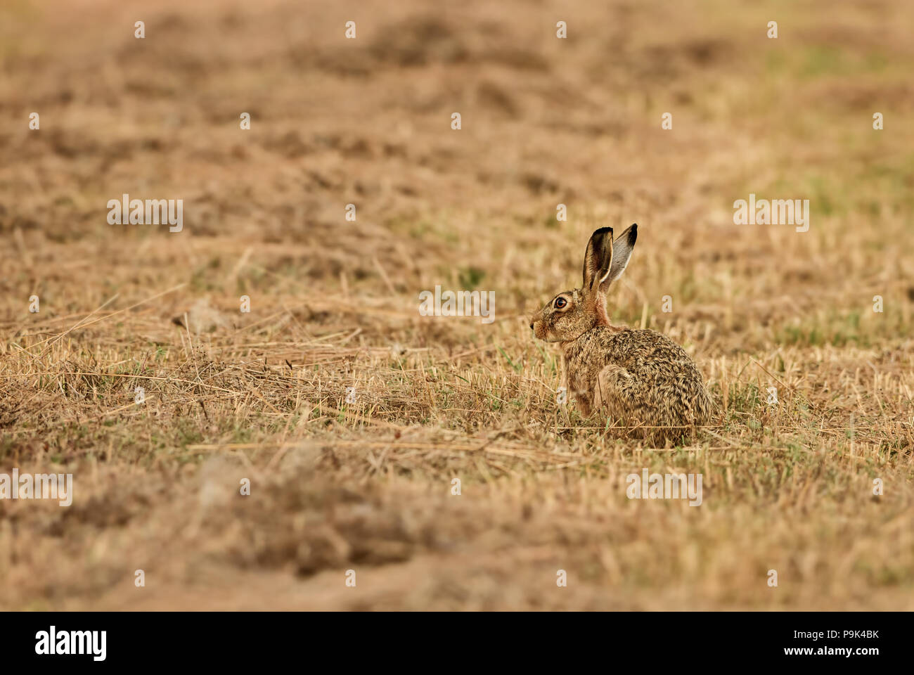European Hare - Lepus europaeus, common hare from European grasslands ...