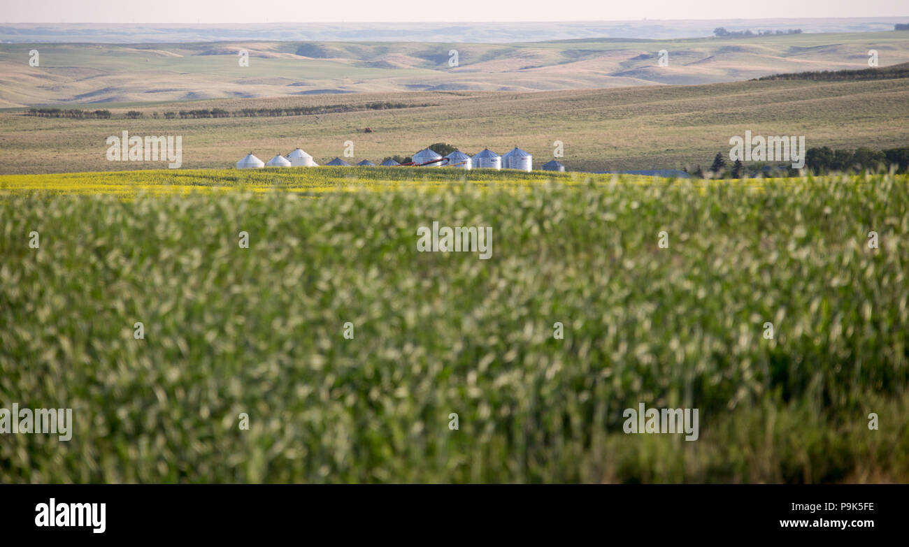 Saskatchewan field hi-res stock photography and images - Alamy
