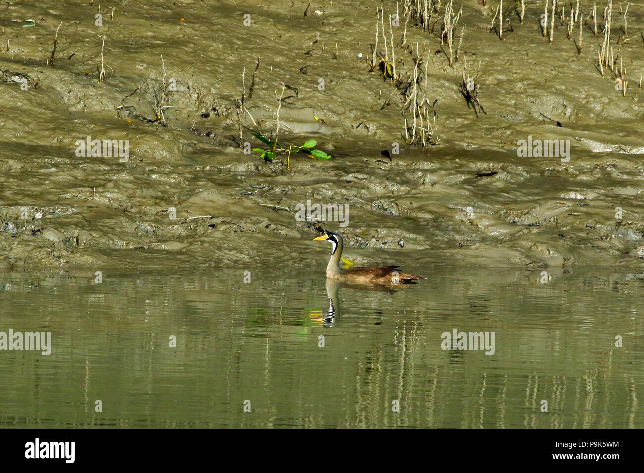 Masked finfoot or Goylahansh in Sundarbans, Bagerhat, Bangladesh Stock ...