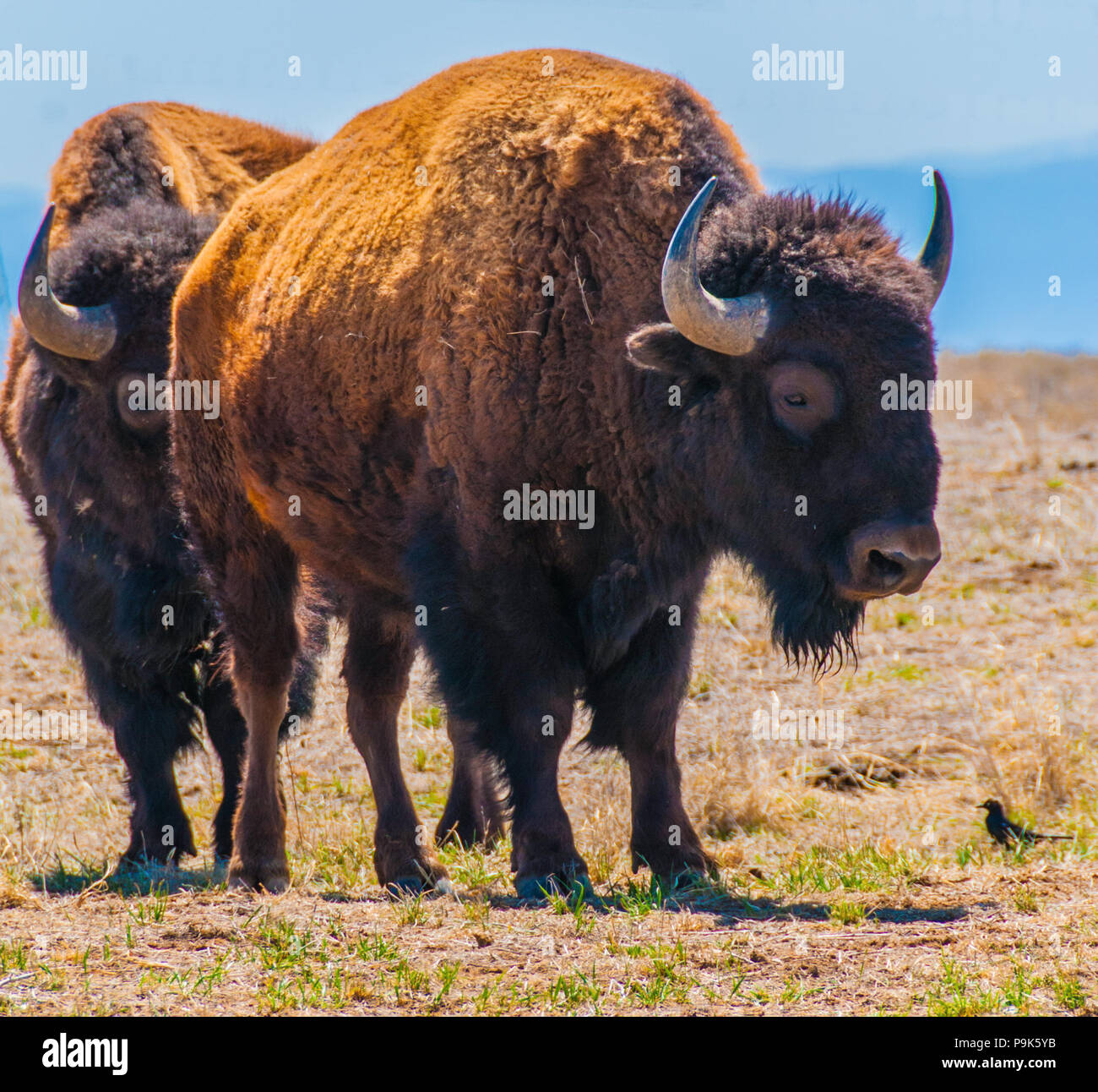 Bison bird hi-res stock photography and images - Alamy