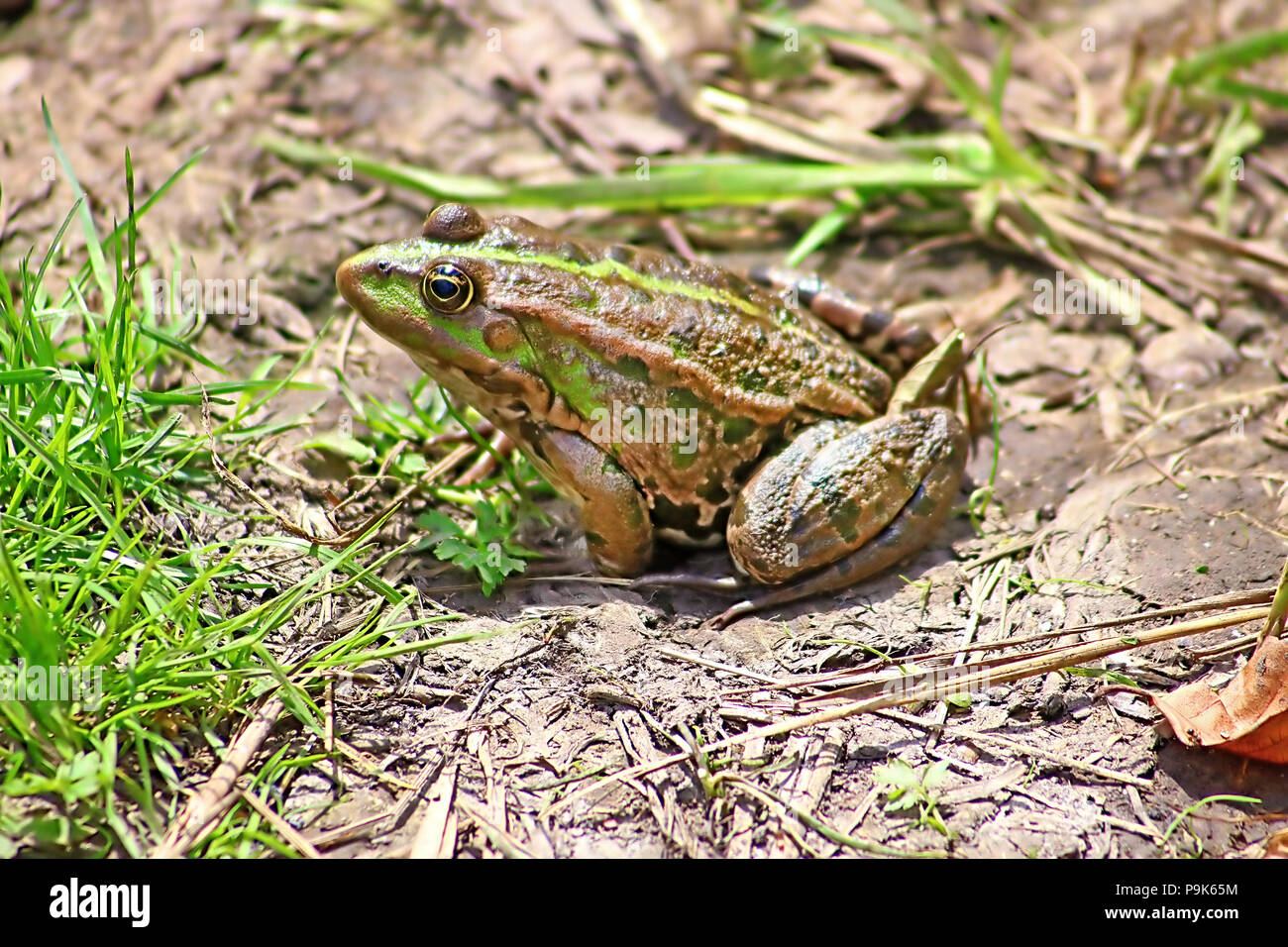 The marsh frog (Pelophylax ridibundus belongs to the family of true ...