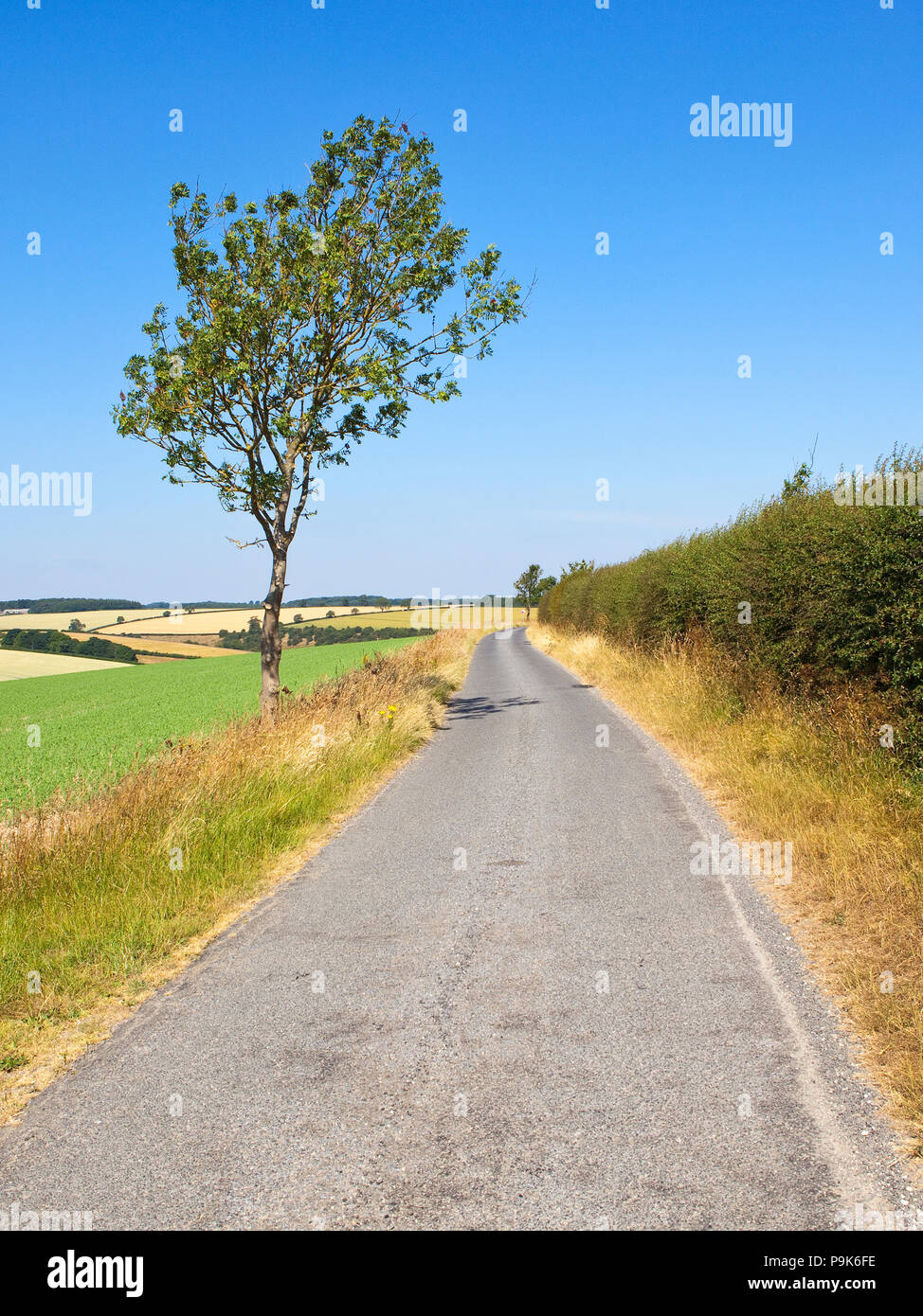 a small upland road with a young ash tree surrounded by English ...