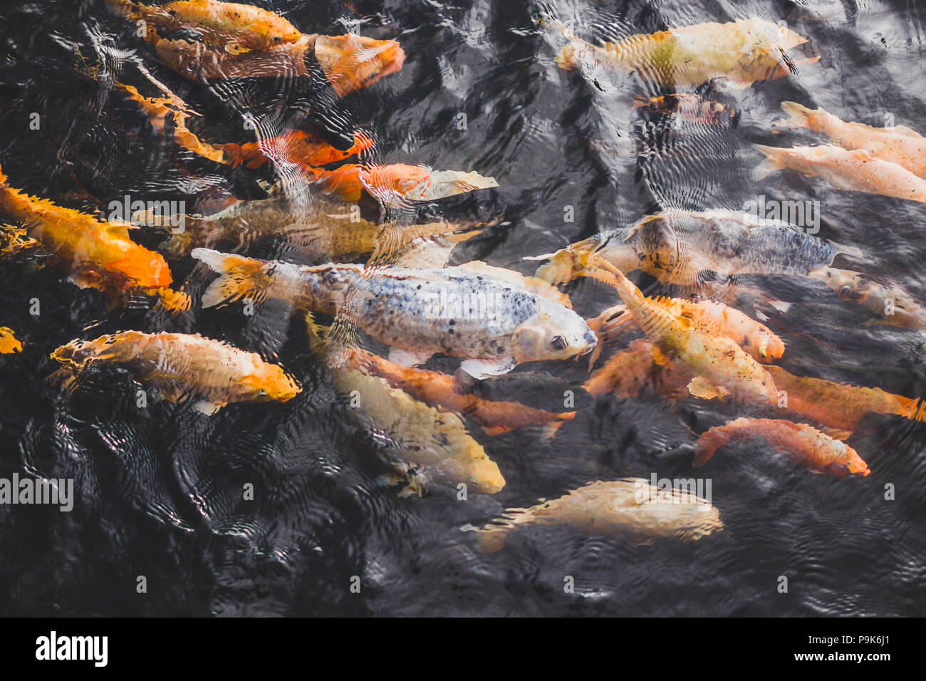 Many bright colorful gold fishes in pond water Stock Photo - Alamy