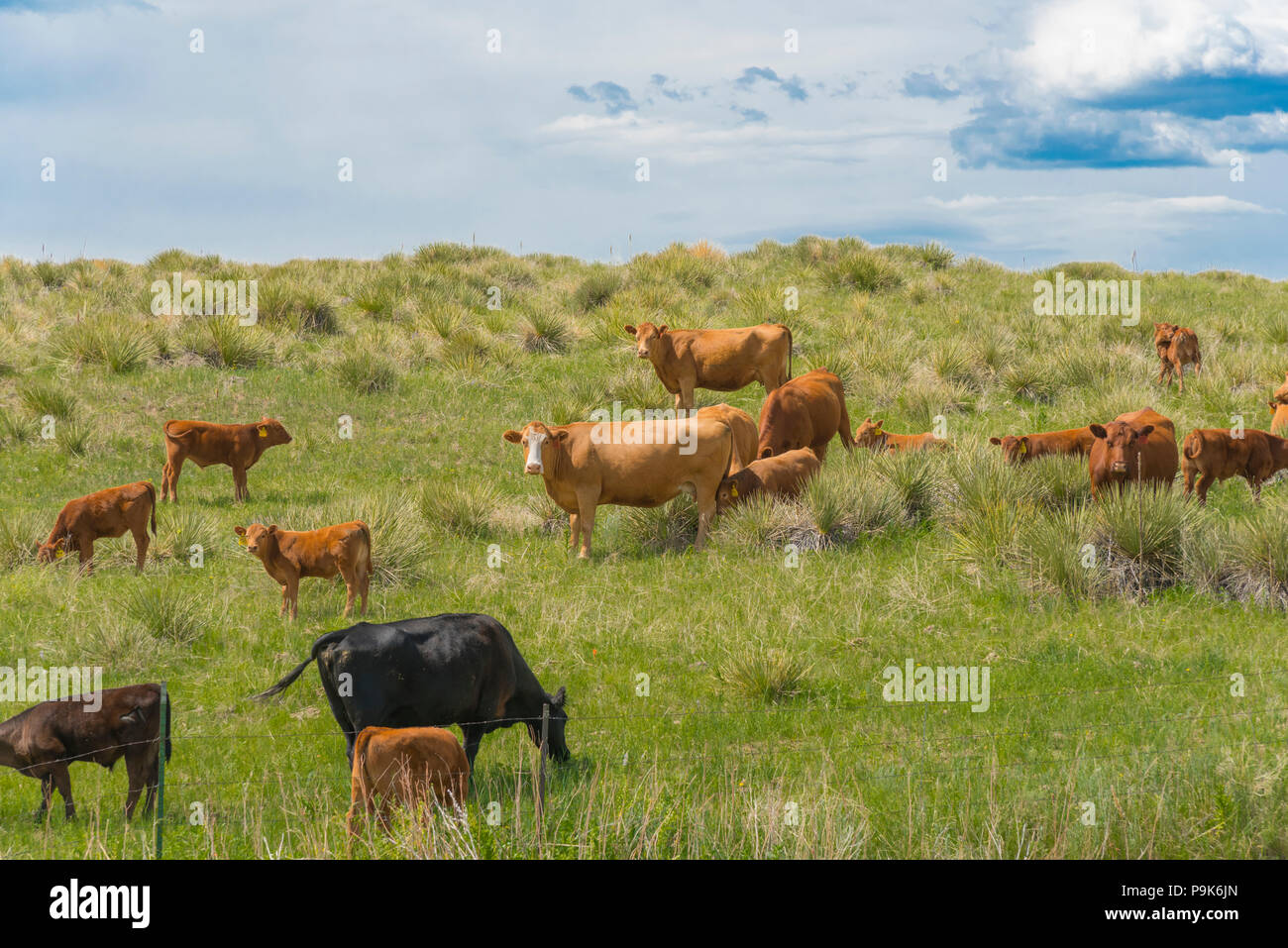 Multiple Cows High Resolution Stock Photography and Images - Alamy