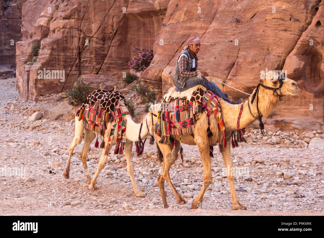 Arab man riding camel on hi-res stock photography and images - Alamy