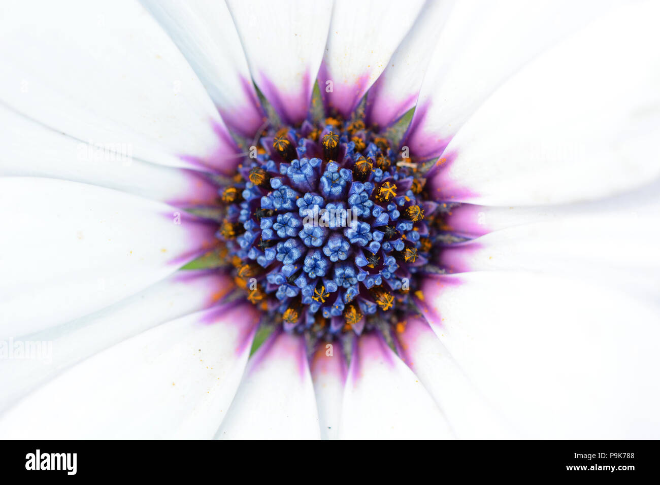Enlarged flowers hi-res stock photography and images - Alamy