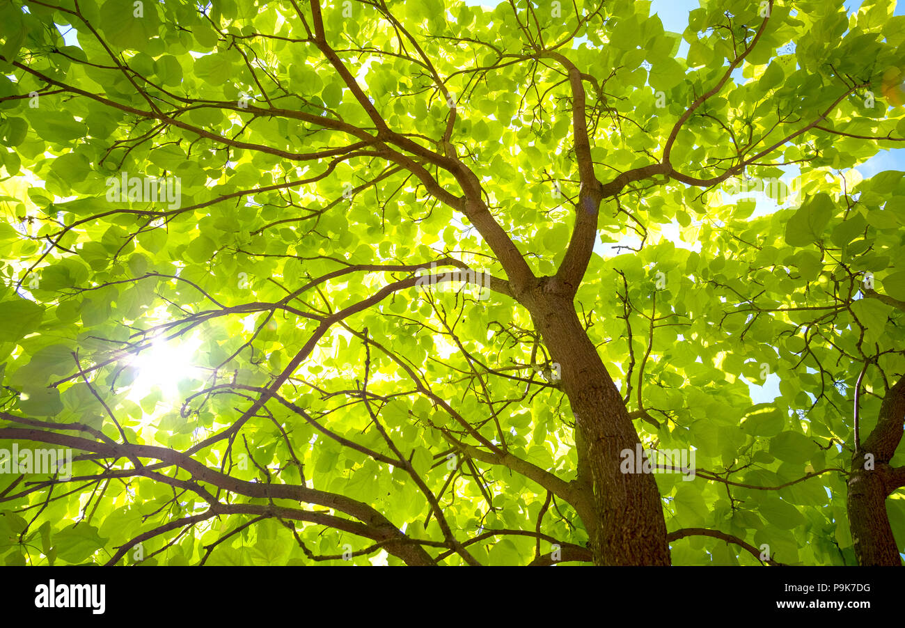 Looking upwards at a backlit tree canopy Stock Photo - Alamy