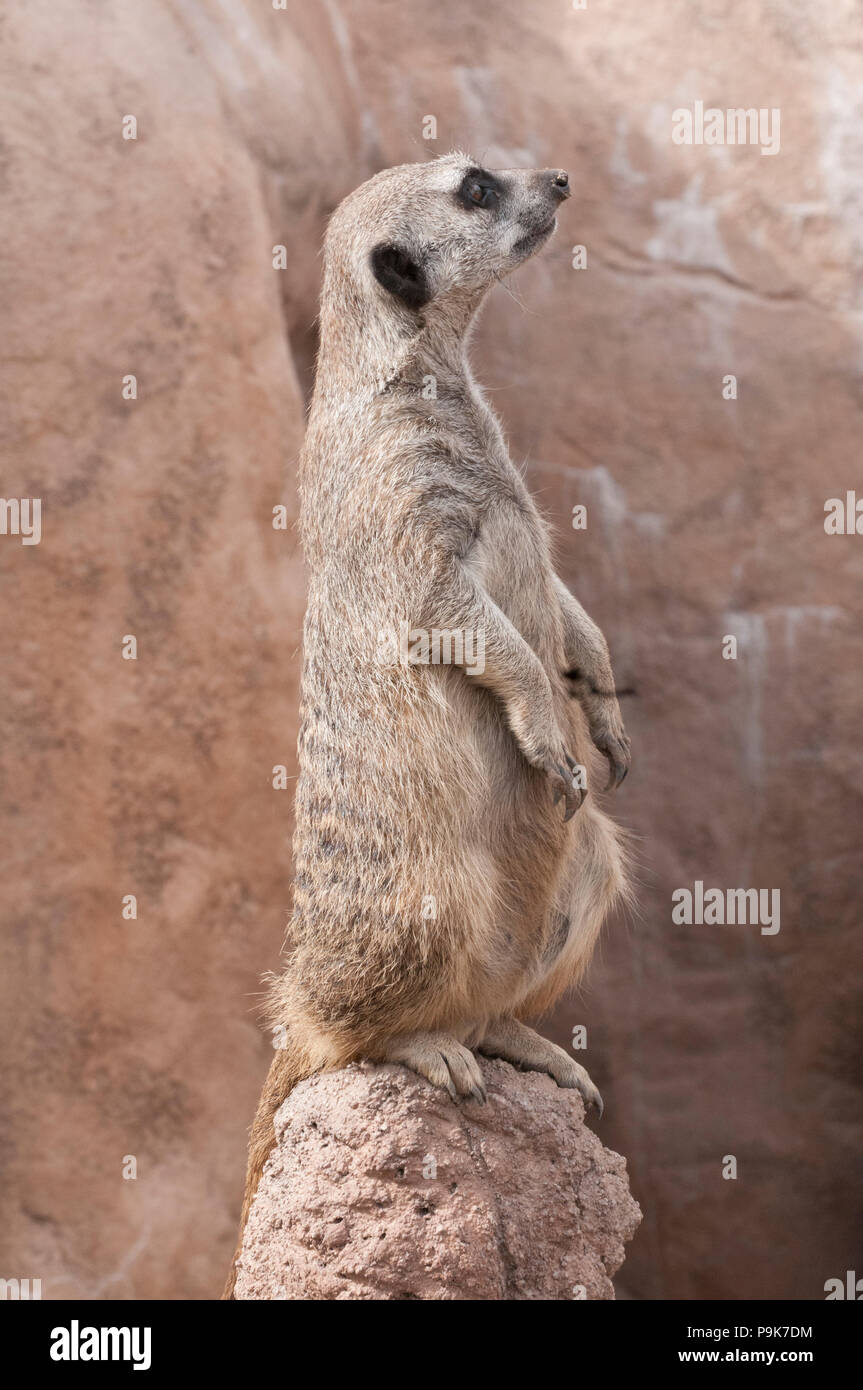 Meerkat standing tall, on guard duty, looking straight ahead Stock ...