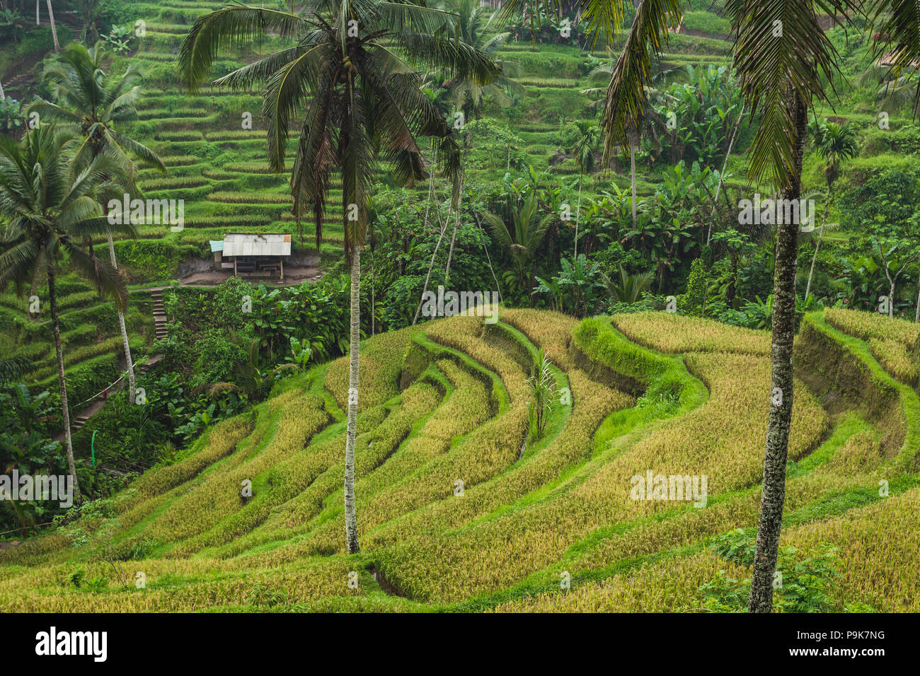Tegalalang Ceking rice terraces in Ubud, Bali Stock Photo - Alamy