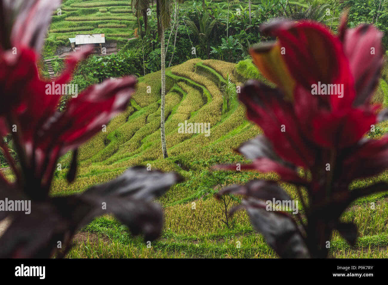 Tegalalang Ceking rice terraces in Ubud, Bali Stock Photo - Alamy