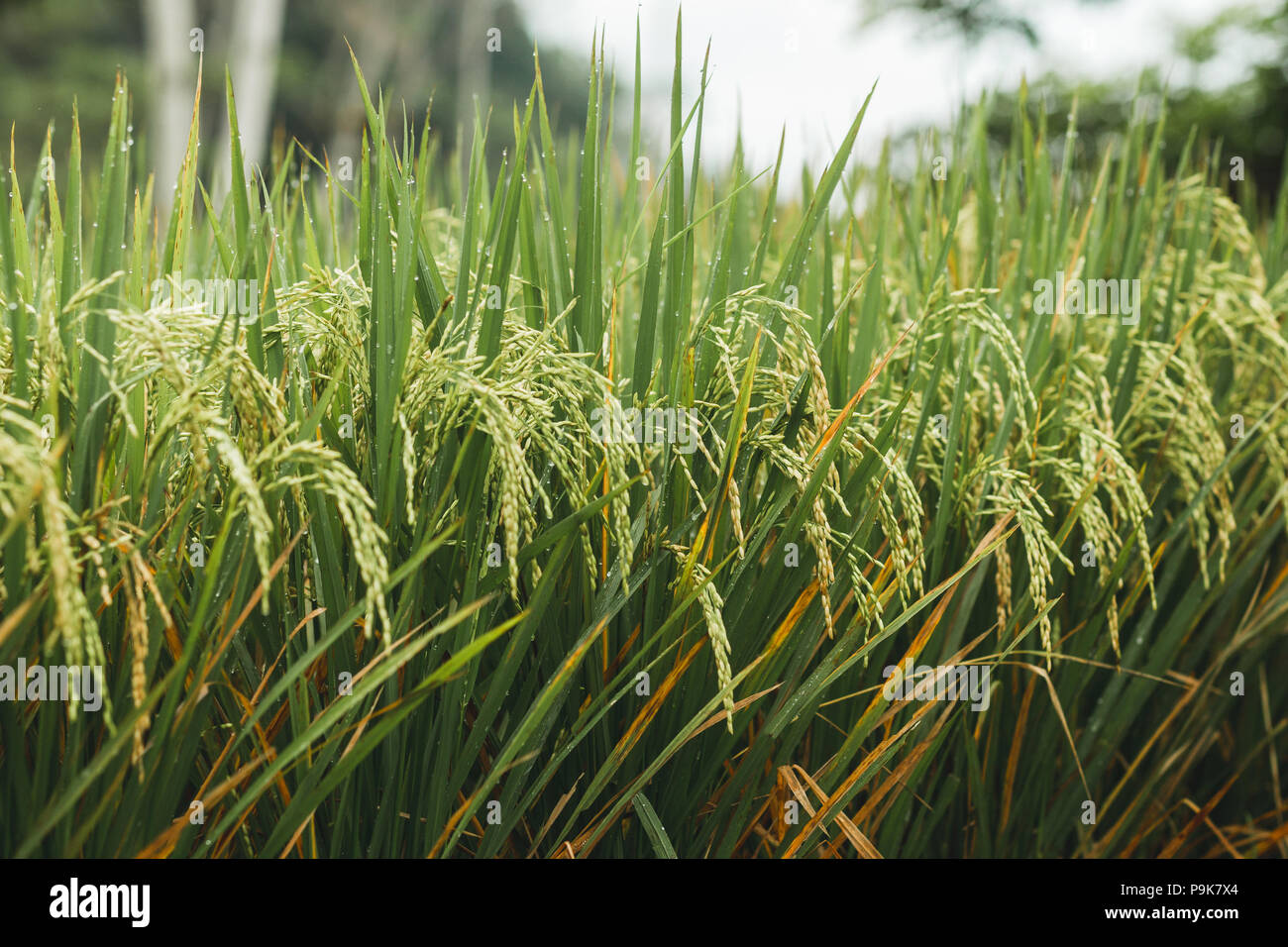 Rice ears close-up in drops of morning dew Stock Photo - Alamy