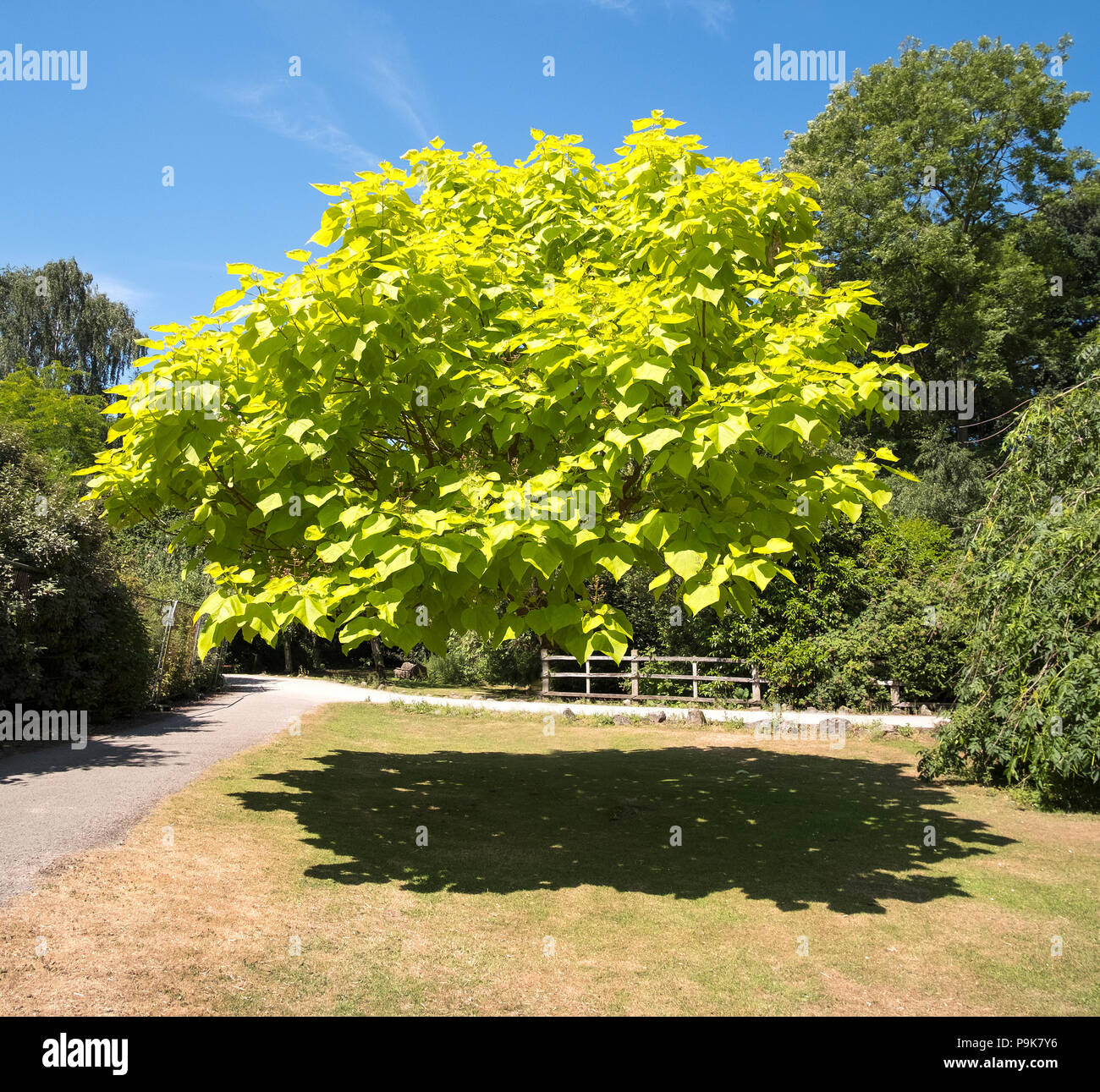 Midday sun shining on a hovering yellow leafed tree Stock Photo - Alamy