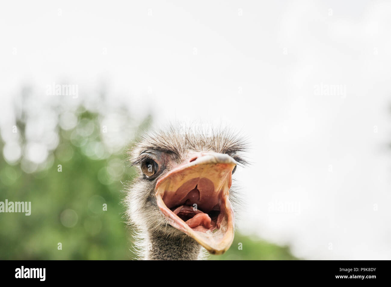 Closeup of the head of an ostrich Stock Photo - Alamy