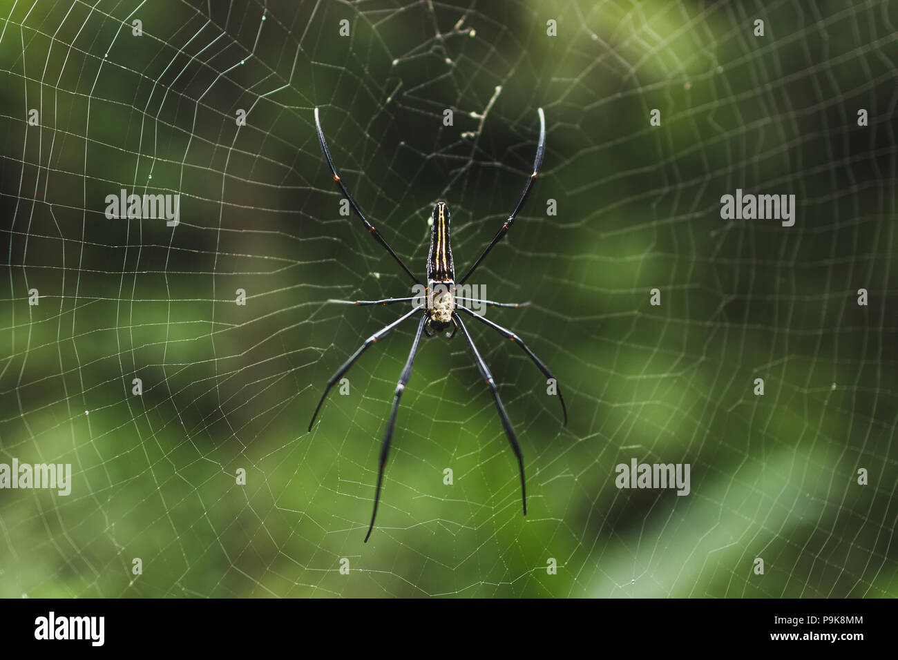 Huge tropical spider Stock Photo - Alamy