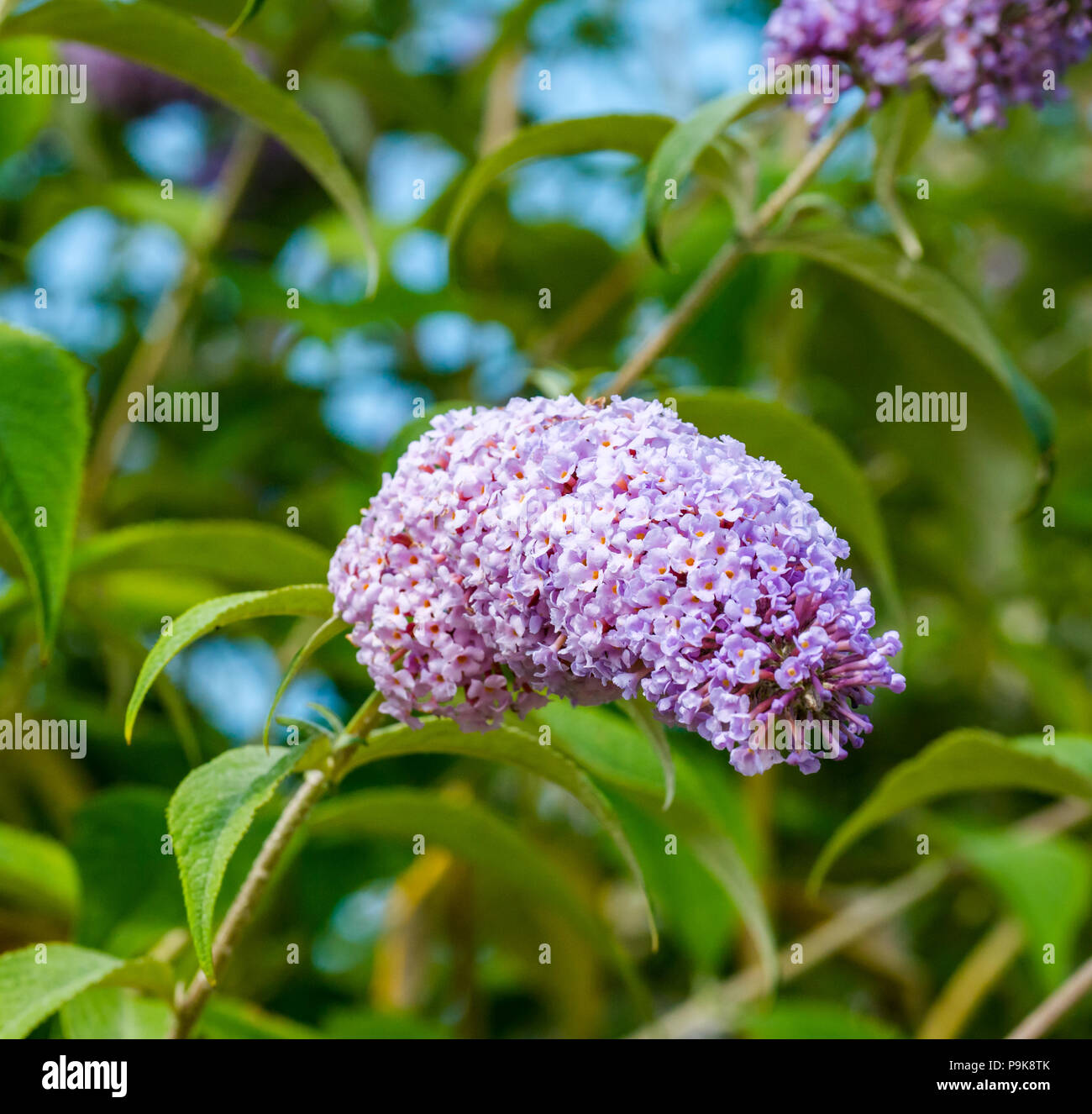 Buddleia flower and butterfly hi-res stock photography and images - Alamy