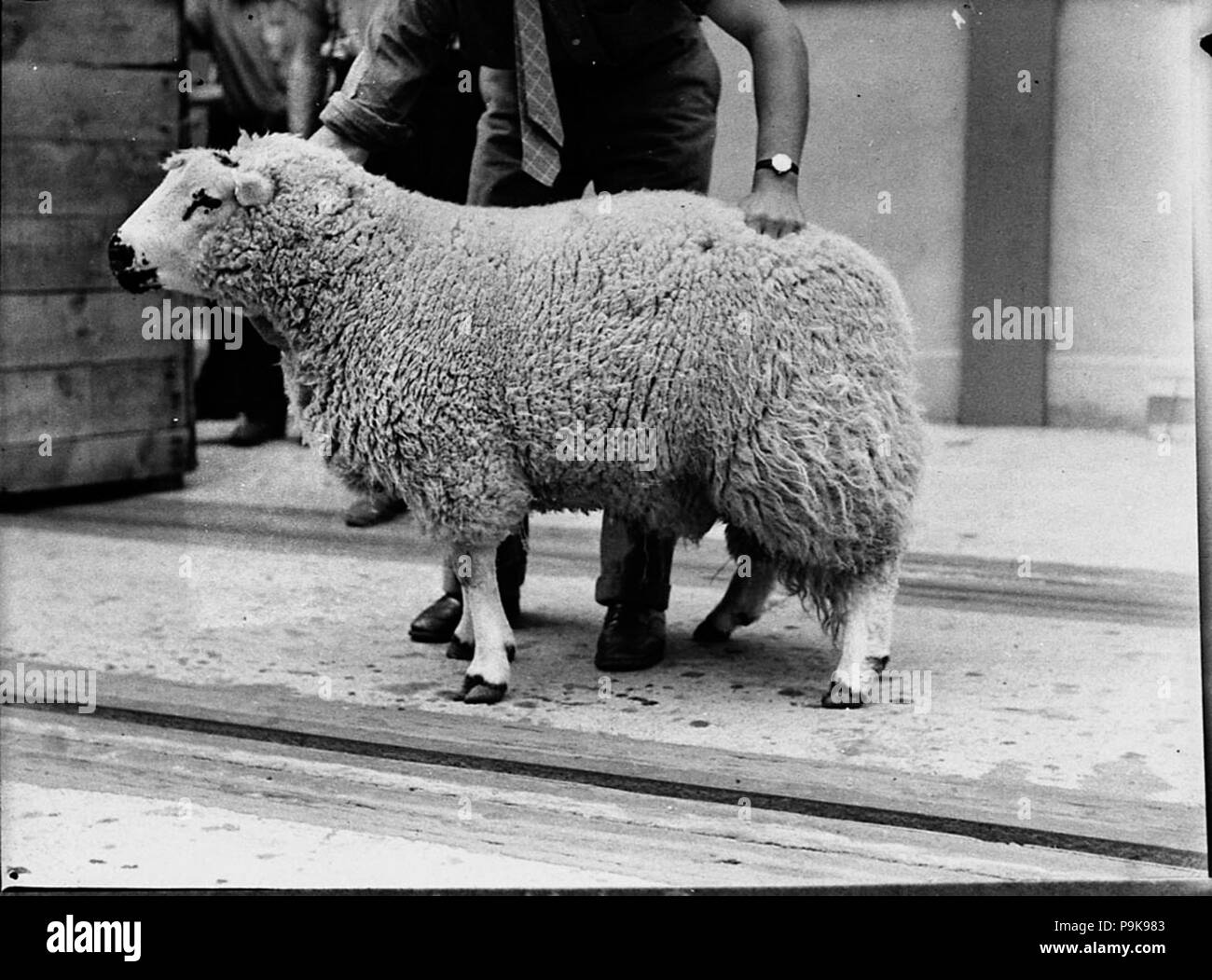 Lincoln sheep hi-res stock photography and images - Alamy