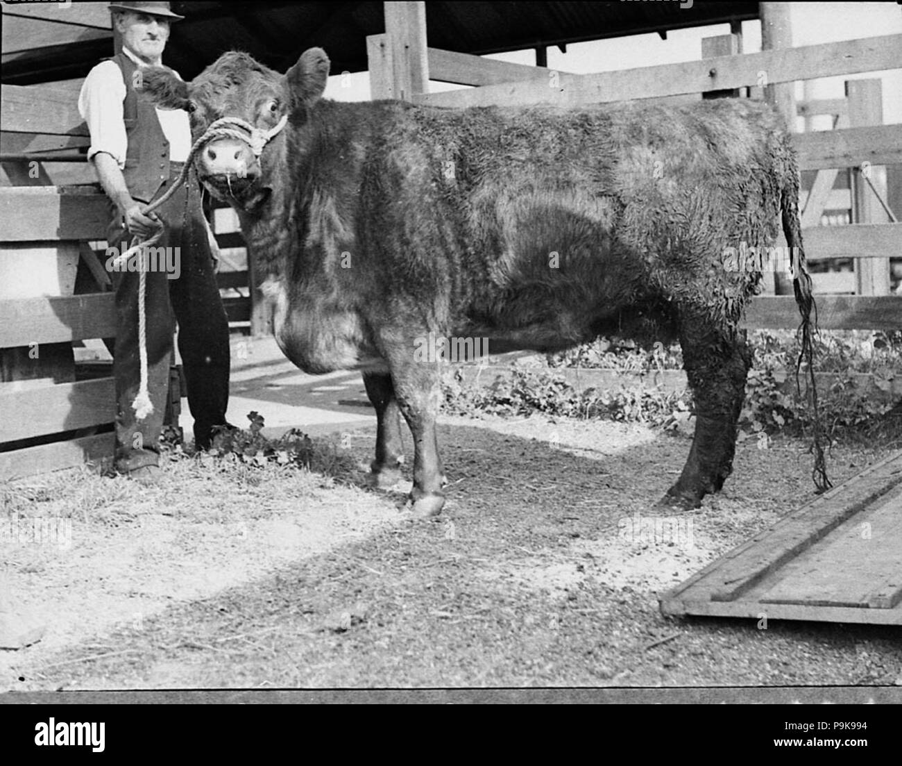 241 SLNSW 19122 Cattle arriving by the Awatea taken for The Land ...