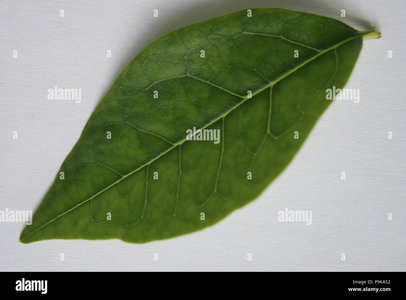 Feuille leaf hi-res stock photography and images - Alamy