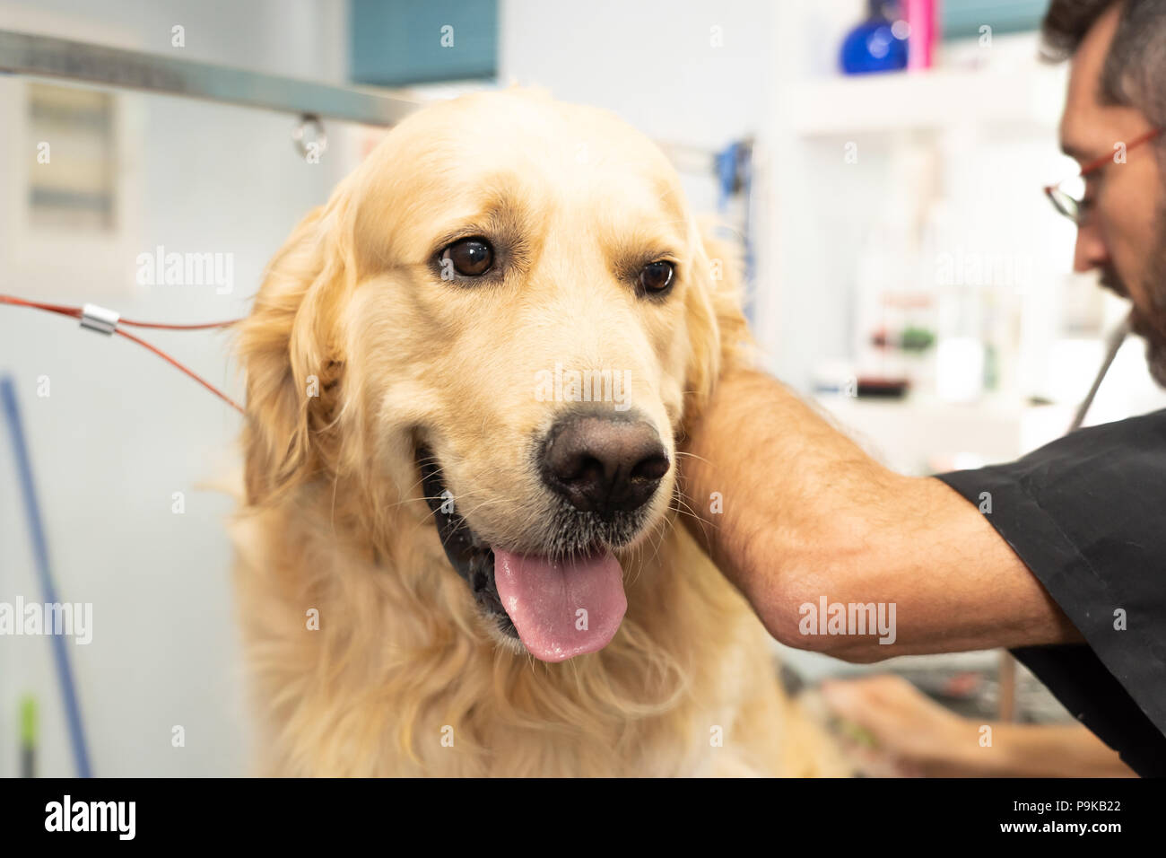 male pet groomer washing and cleaning a golden retriever in grooming ...