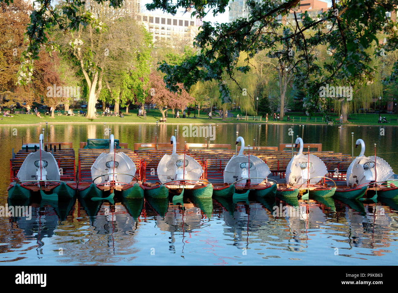 Swan boats in Boston Public Garden Stock Photo - Alamy