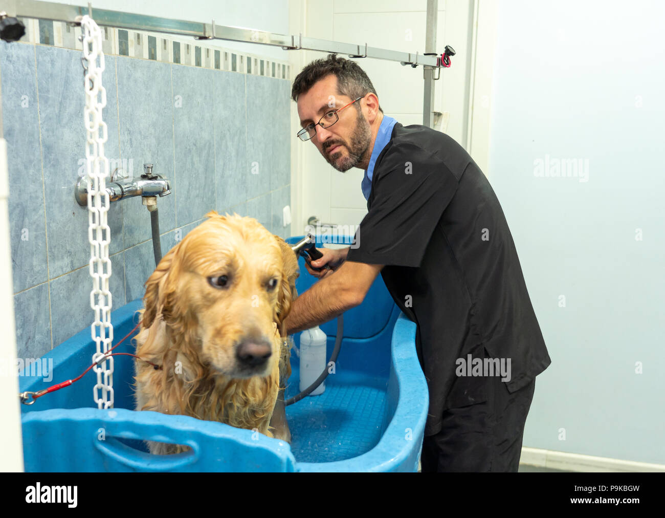 Purebred male golden retriever hi-res stock photography and images - Alamy