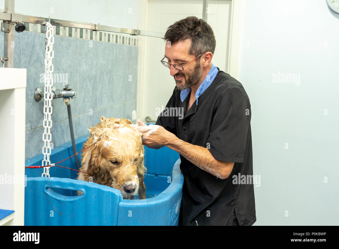 male pet groomer washing and cleaning a golden retriever in grooming ...