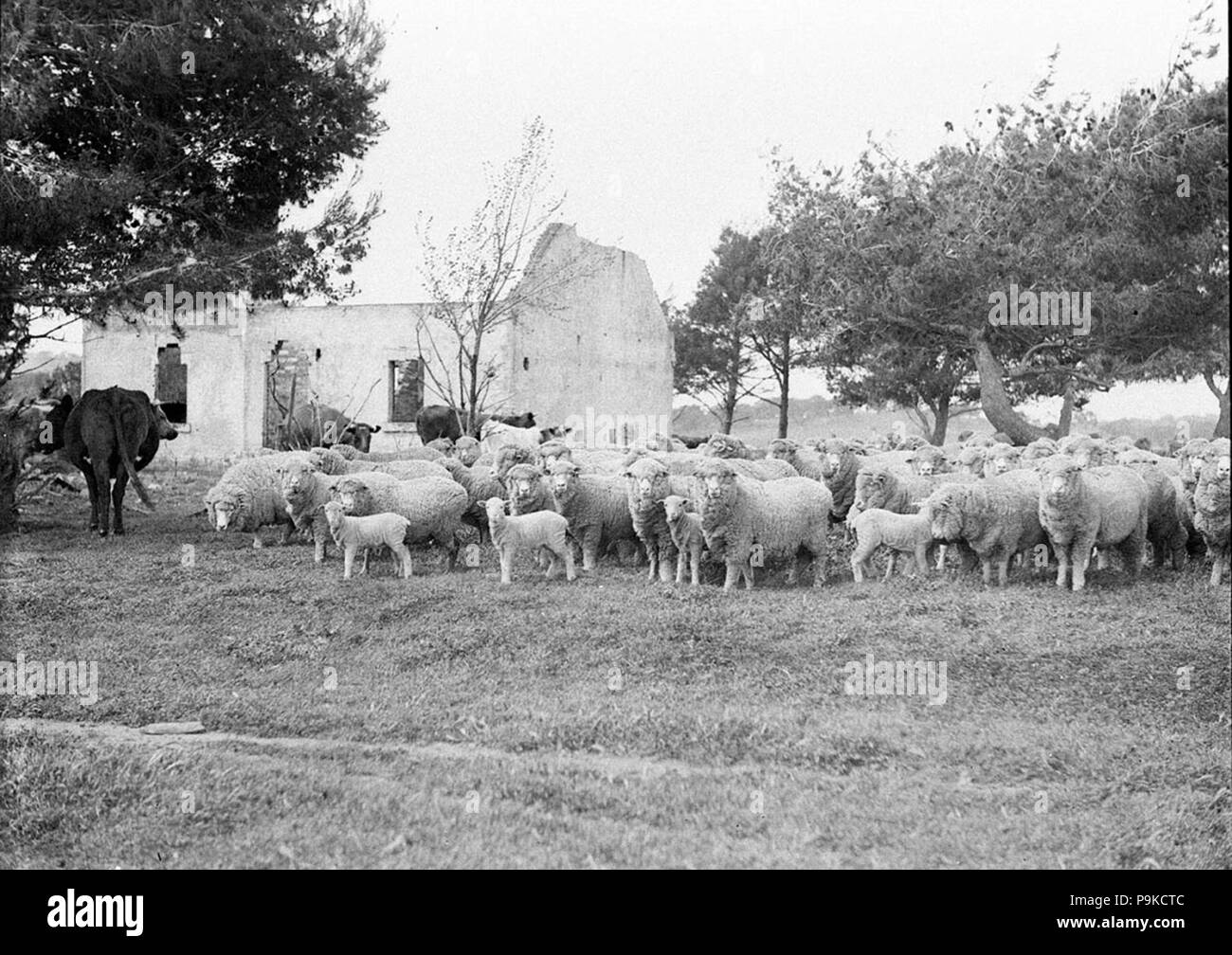 Merino sheep hi-res stock photography and images - Alamy