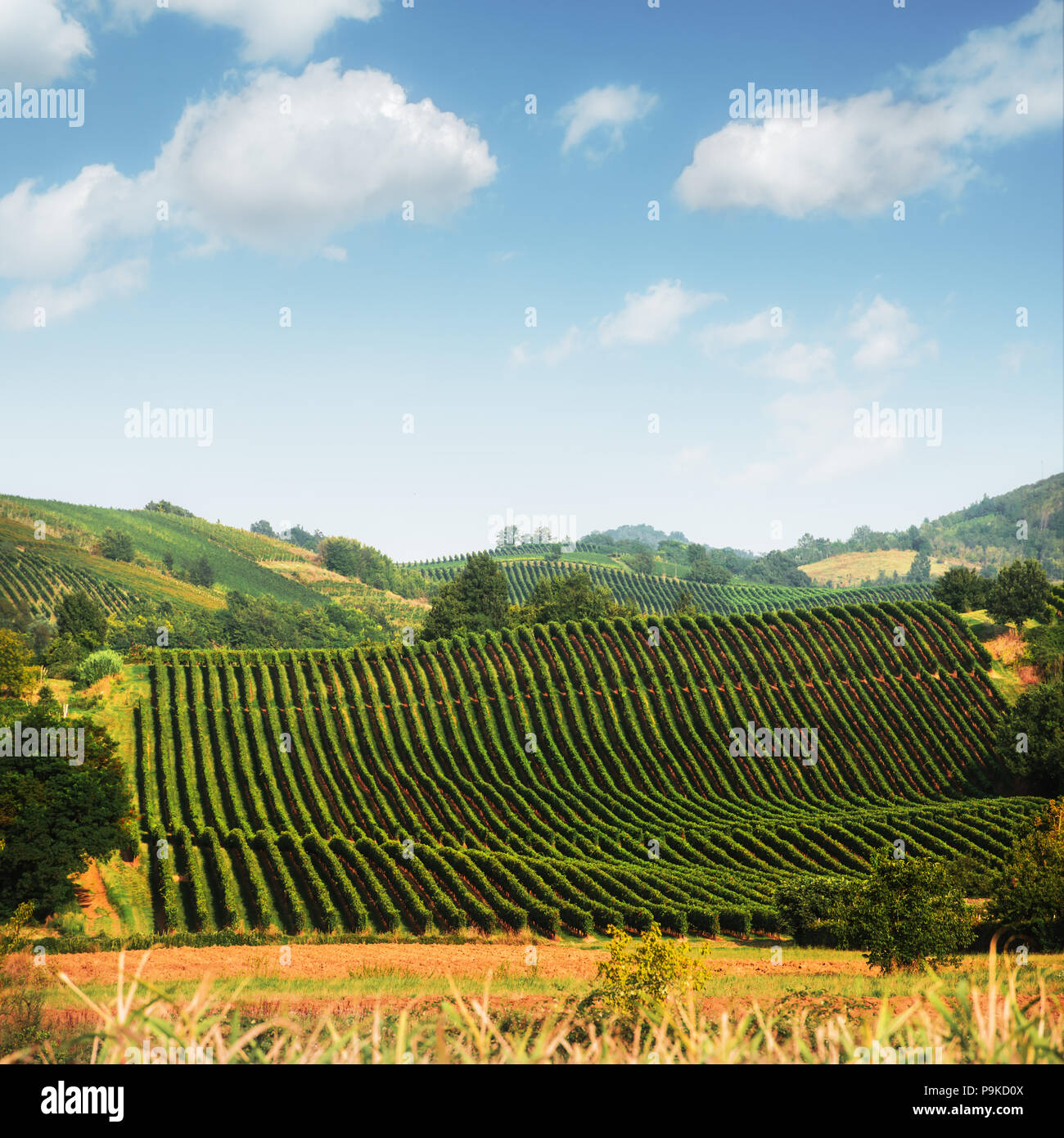 Amazing rural landscape with green vineyard Stock Photo - Alamy