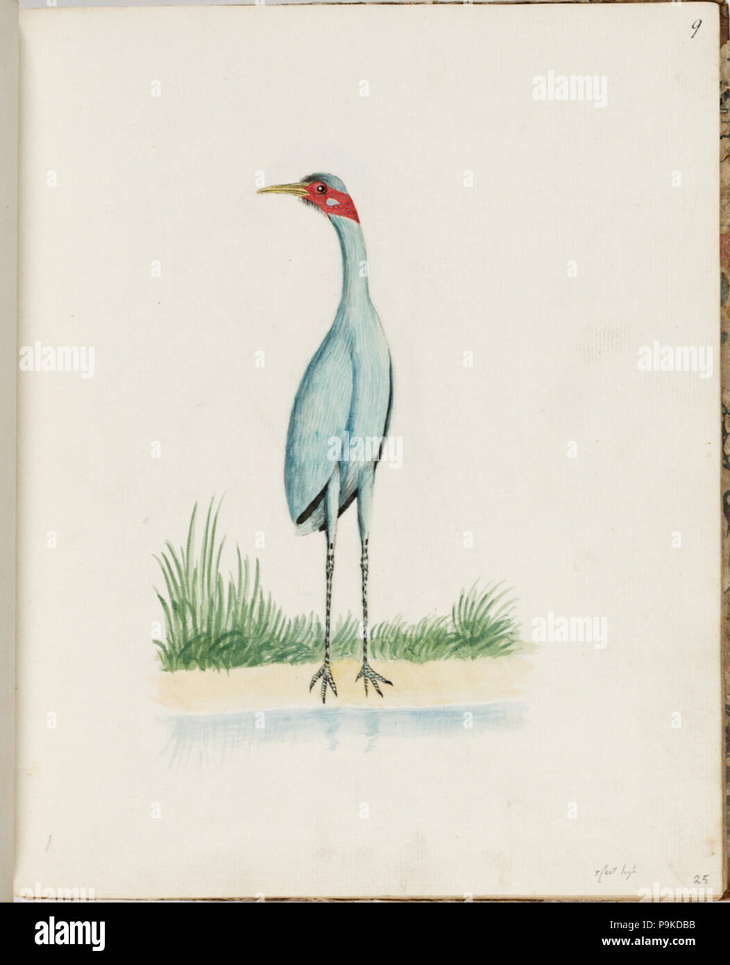 Duralia hi-res stock photography and images - Alamy