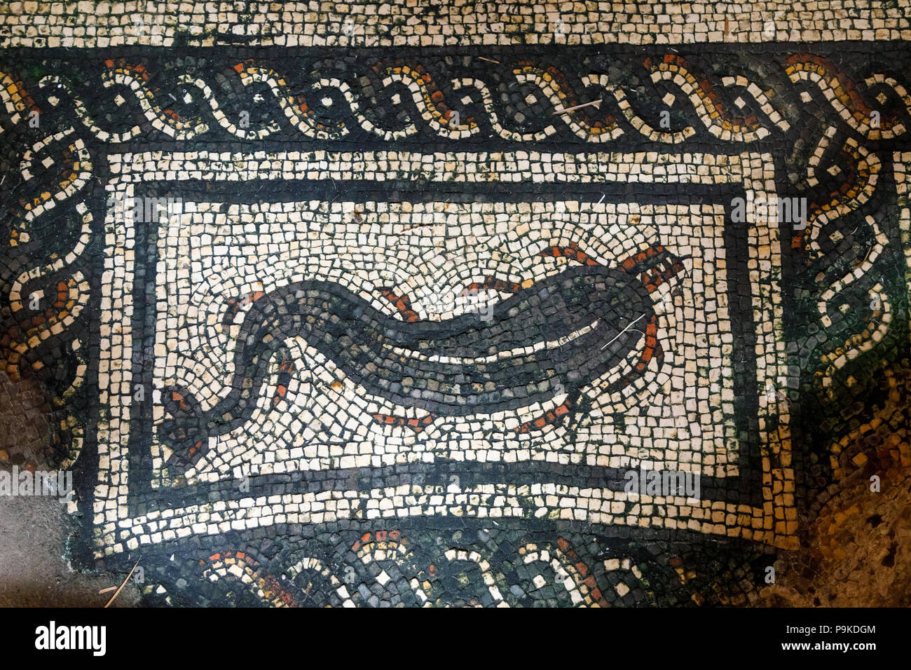 Dolphin Ancient Roman Mosaics Pompeii