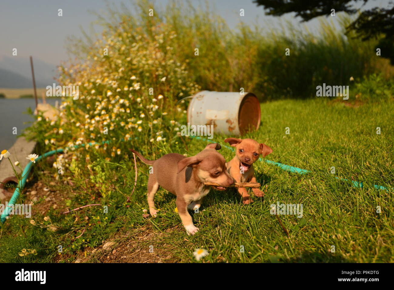 Two puppies hi-res stock photography and images - Alamy
