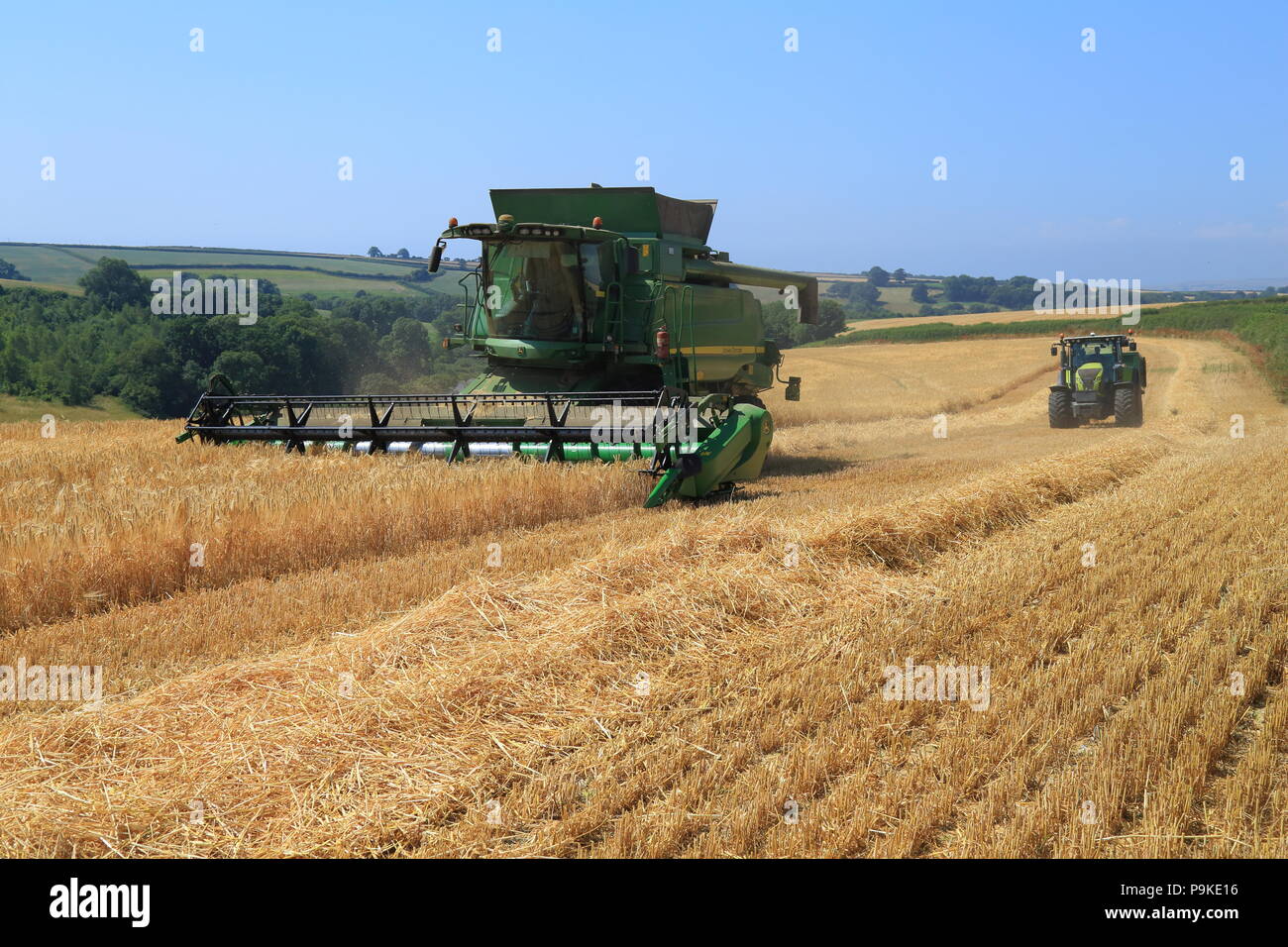 Combine harvesting crop in agricultural field in Devon Stock Photo - Alamy